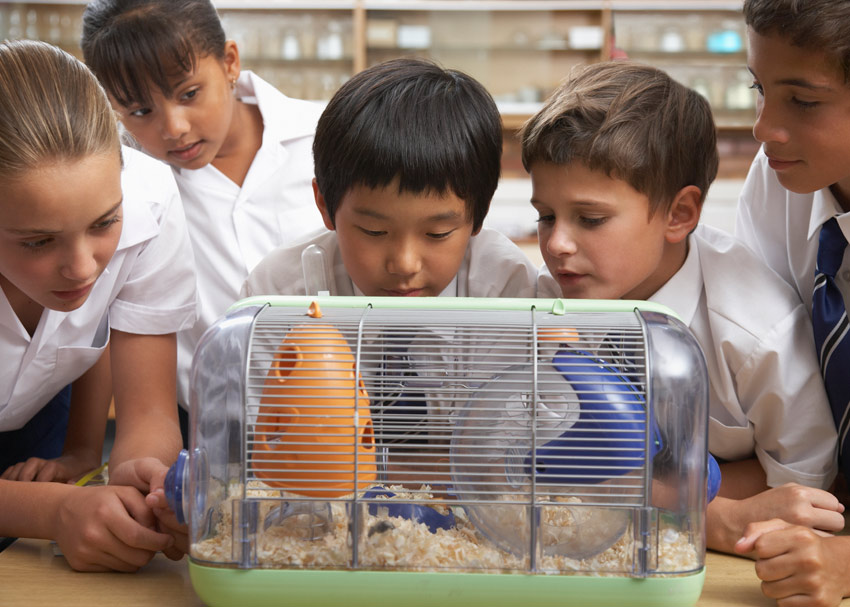 Teacher s Pets 7 Children s Books About Classroom Animals Brightly